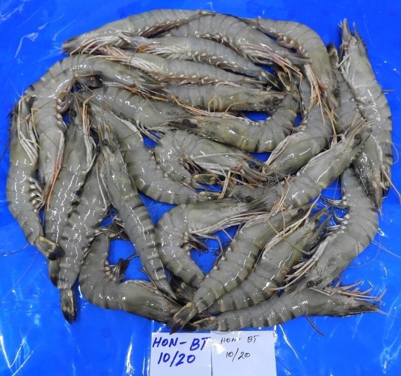 HEAD ON BLACK TIGER SHRIMPS/PRAWNS - BLOCK -K V Marine Exports, Chennai