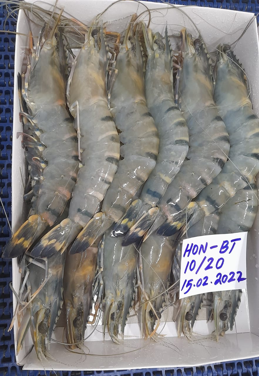 HEAD ON BLACK TIGER SHRIMPS/PRAWNS (BLOCK FROZEN) -K V Marine Exports ...