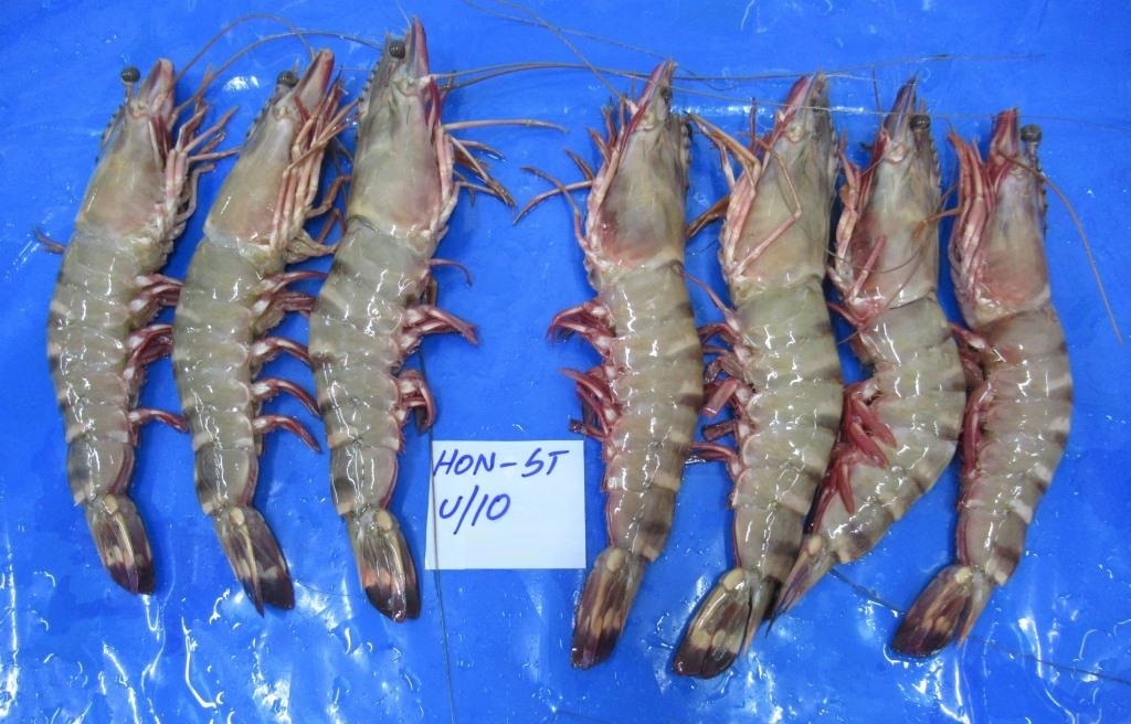 HEAD ON SEA TIGER SHRIMPS & PRAWNS (BLOCK) -K V Marine Exports, Chennai
