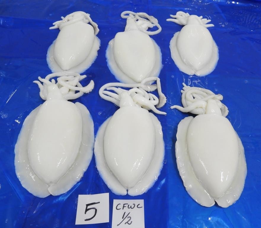 CUTTLEFISH WHOLE CLEANED - BLOCK FROZEN - GRADE 2 -K V Marine Exports ...