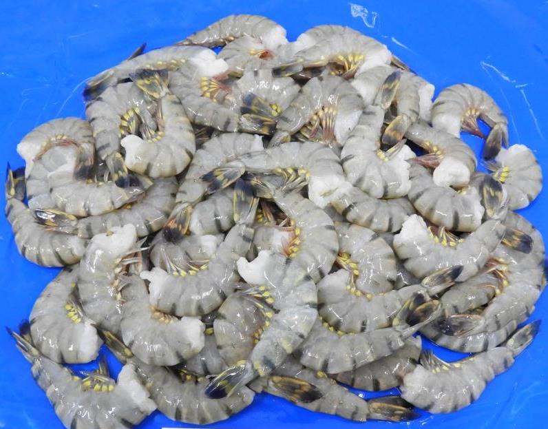 HEADLESS BLACK TIGER SHRIMPS & PRAWNS -K V Marine Exports, Chennai