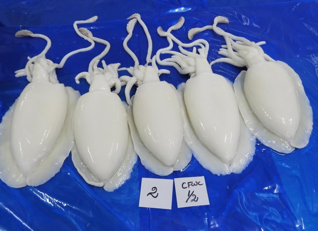CUTTLEFISH WHOLE CLEANED - BLOCK FROZEN - GRADE 2 -K V Marine Exports ...
