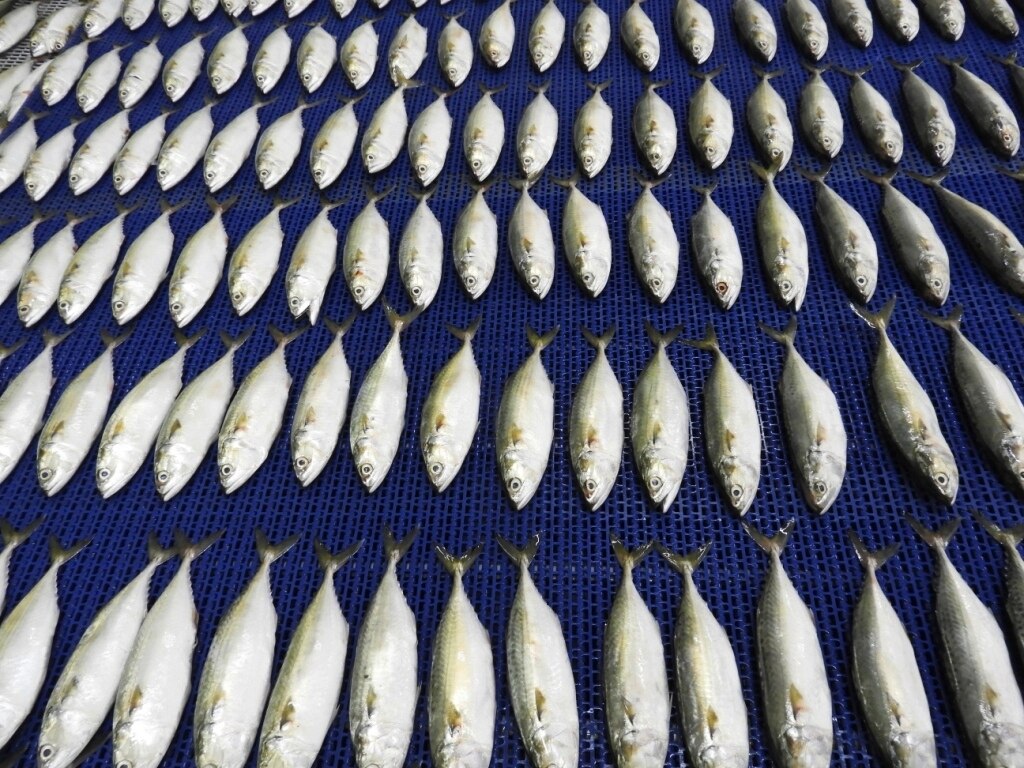 Indian Mackerel fish (IQF) -K V Marine Exports, Chennai