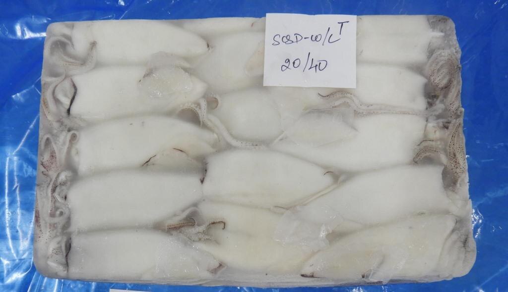 SQUID WHOLE CLEANED Products at price INR 0 in Chennai | K V Marine Exports