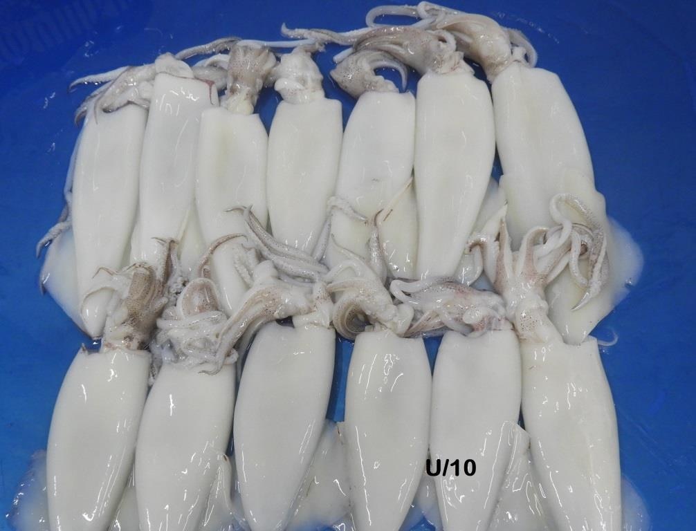 SQUID WHOLE CLEANED -K V Marine Exports, Chennai