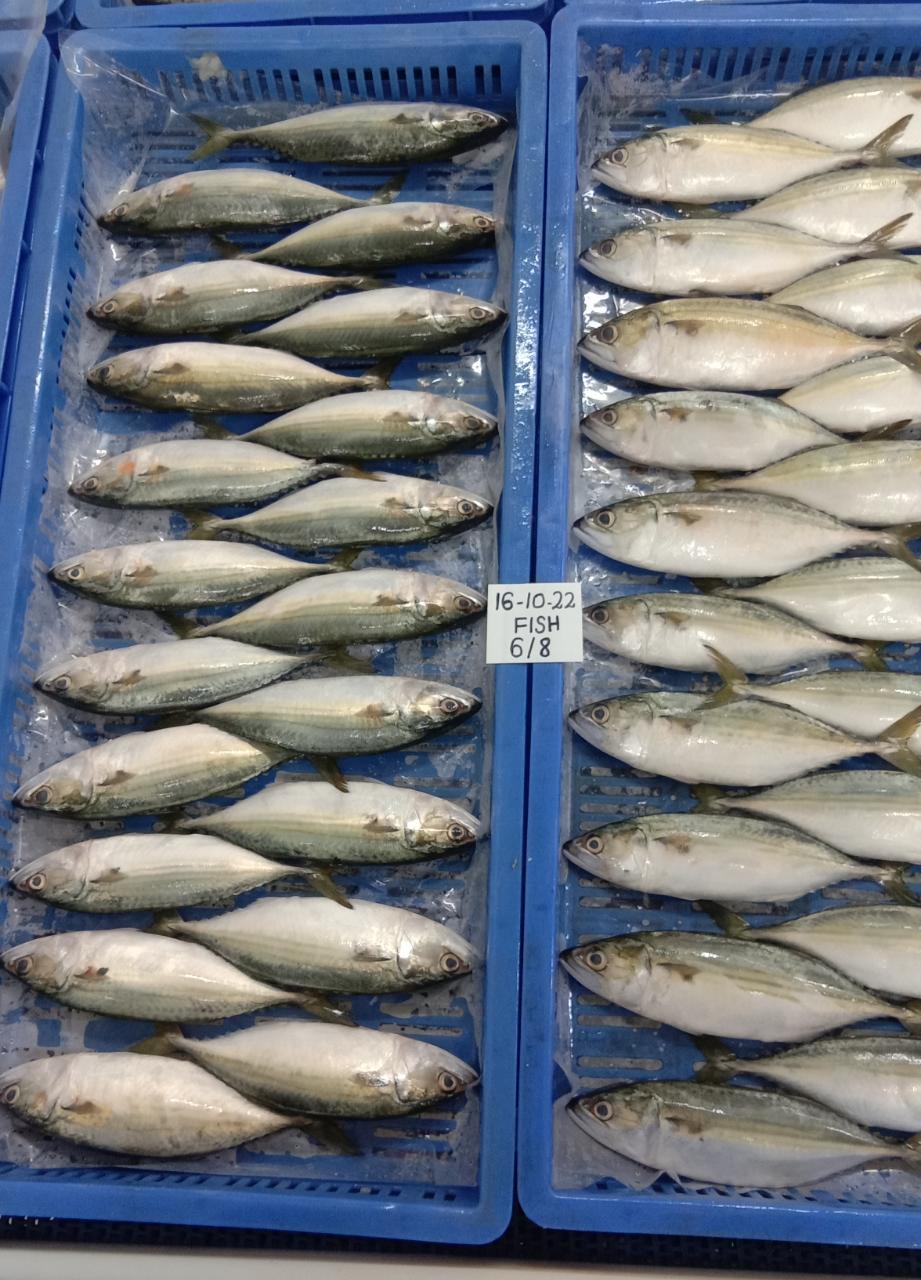 INDIAN MACKEREL FISH (IQF) -K V Marine Exports, Chennai