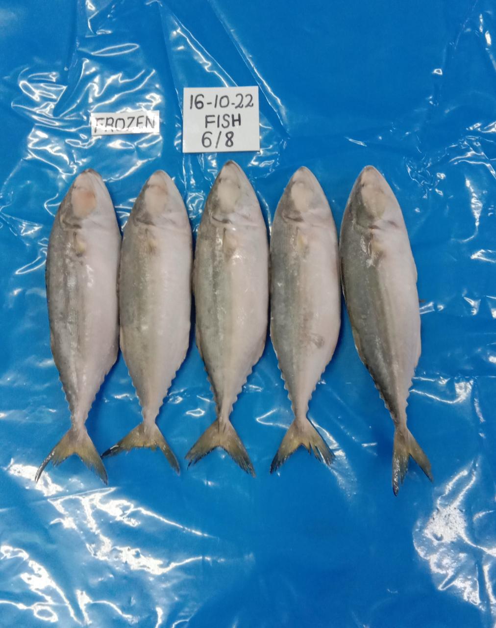 INDIAN MACKEREL FISH (IQF) -K V Marine Exports, Chennai